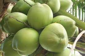 Coco-da-Bahia – Brasil Digno